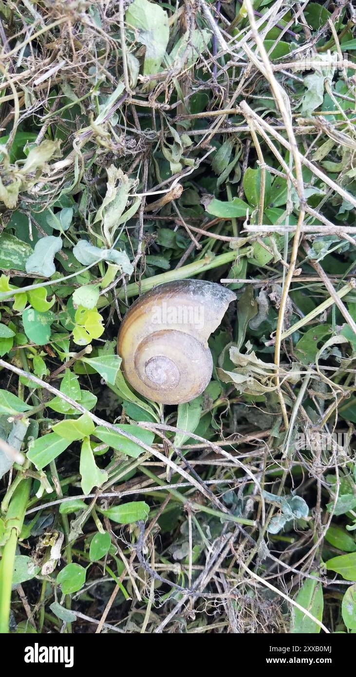 Common Apple Snails (Pomacea) Mollusca Stock Photo - Alamy