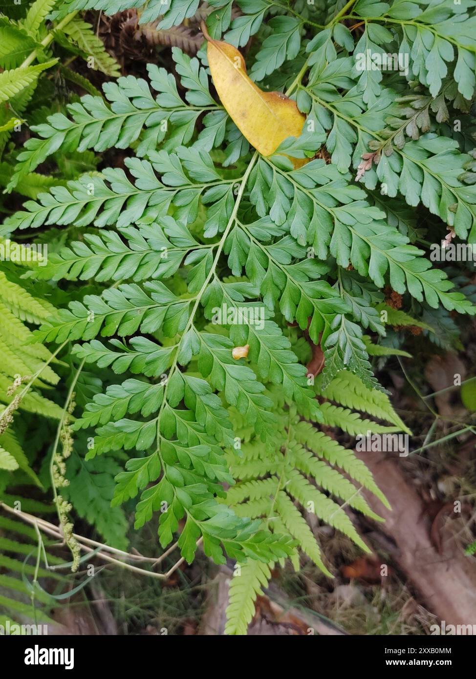 Pine fern (Anemia adiantifolia) Plantae Stock Photo - Alamy