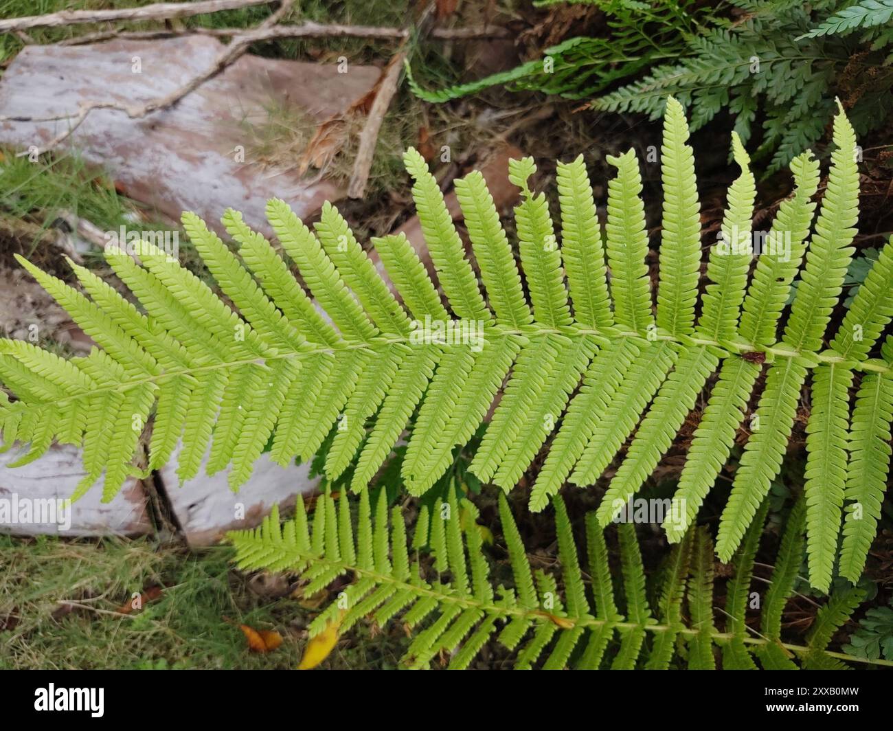 ferns (Polypodiopsida) Plantae Stock Photo - Alamy