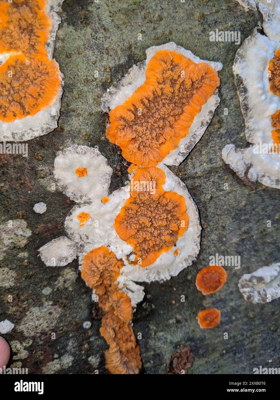 Wrinkled Crust (Phlebia radiata) Fungi Stock Photo - Alamy