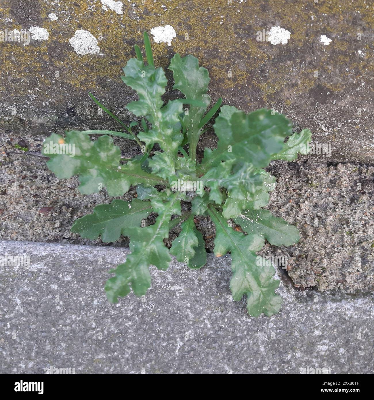 common groundsel (Senecio vulgaris) Plantae Stock Photo - Alamy
