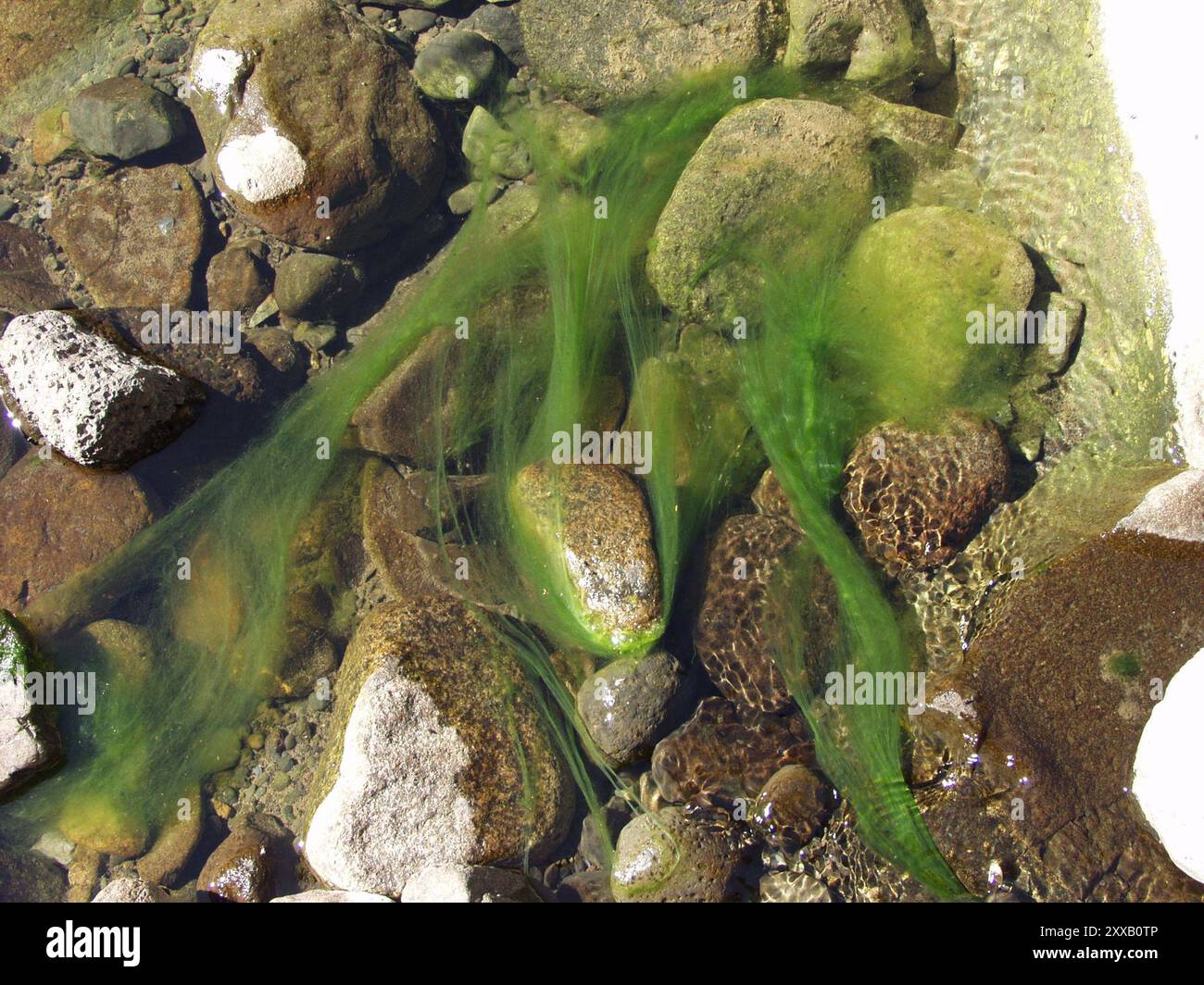 green algae (Chlorophyta) Plantae Stock Photo - Alamy