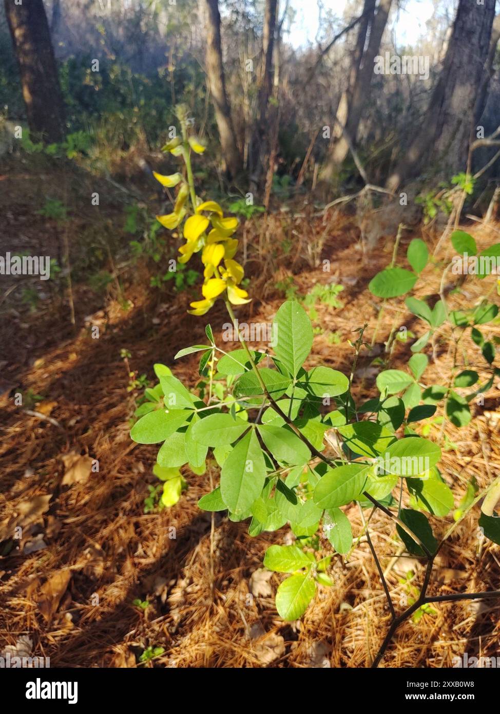 Rattlepods (Crotalaria) Plantae Stock Photo - Alamy