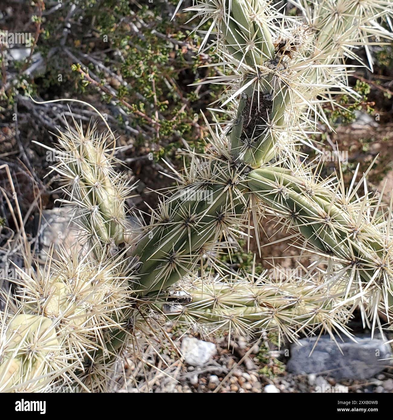 Buckhorn Cholla (Cylindropuntia acanthocarpa) Plantae Stock Photo - Alamy