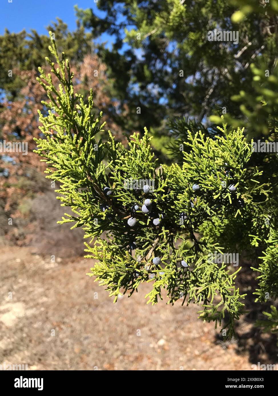 Ashe juniper (Juniperus ashei) Plantae Stock Photo - Alamy