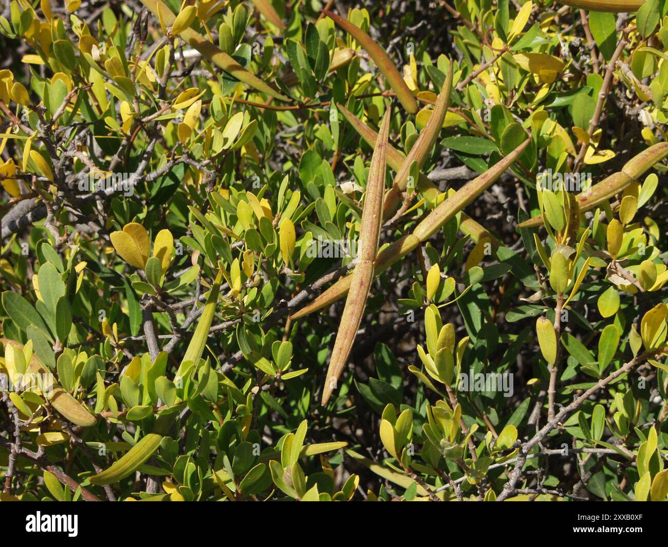 Hallab (Periploca laevigata) Plantae Stock Photo - Alamy