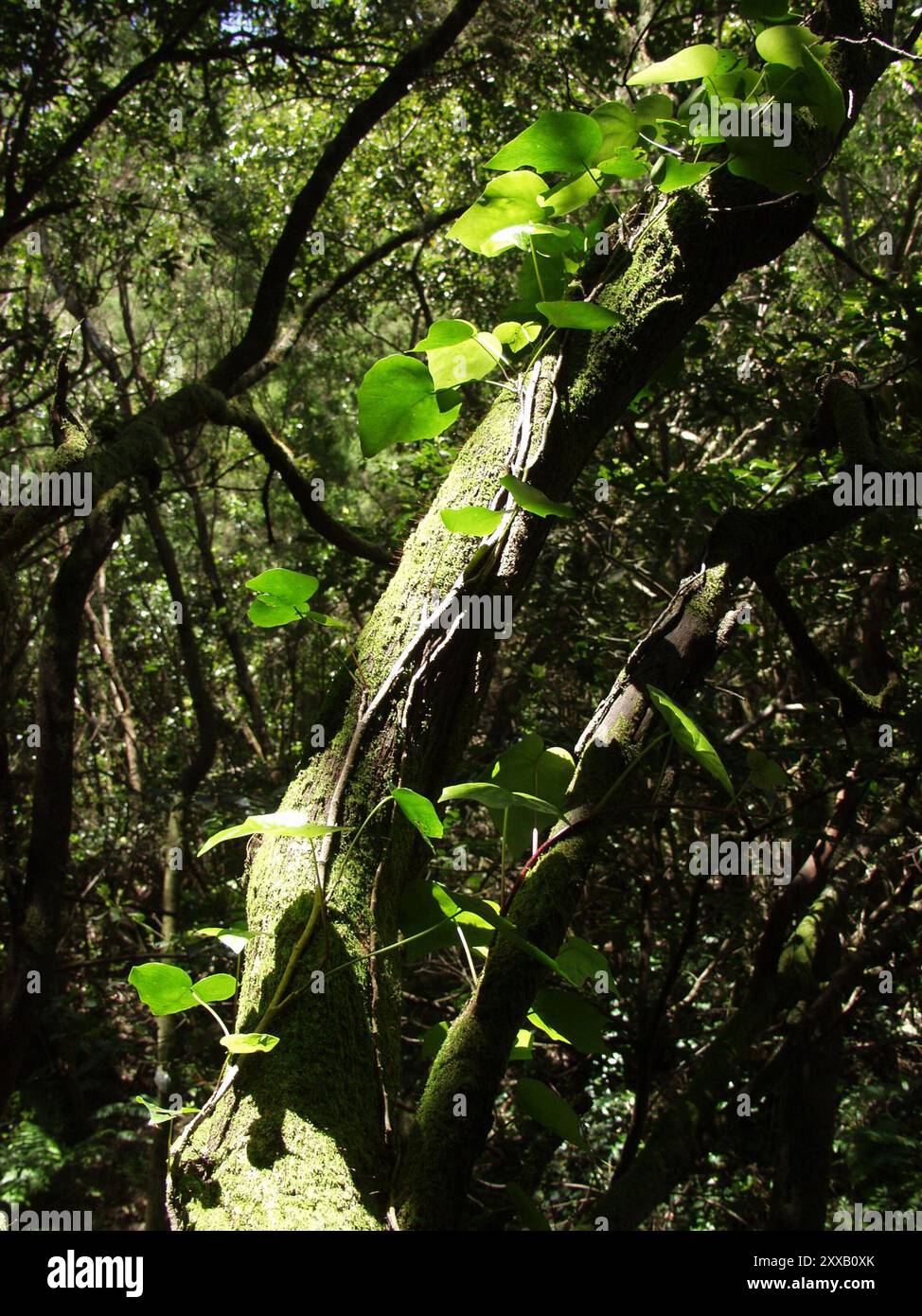 Canary Islands Ivy (Hedera canariensis) Plantae Stock Photo - Alamy