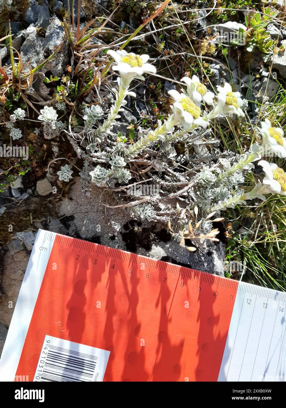 South Island Edelweiss (Leucogenes grandiceps) Plantae Stock Photo - Alamy