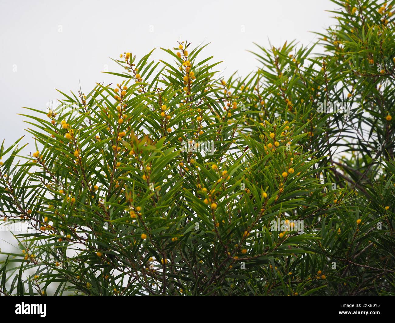 Taiwan Acacia (Acacia confusa) Plantae Stock Photo - Alamy