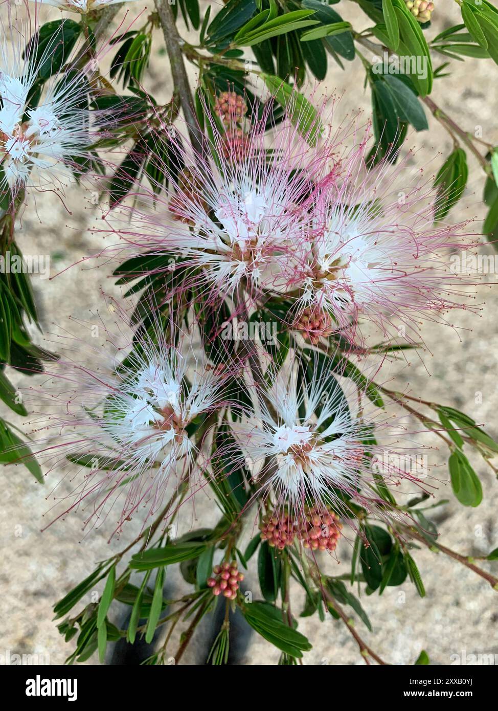 (Calliandra angustifolia) Plantae Stock Photo - Alamy