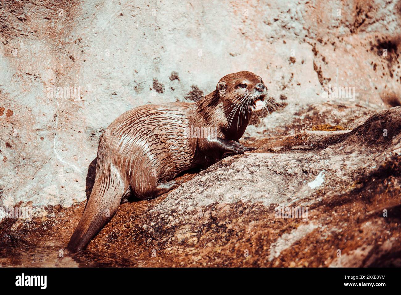 North American River Otter Stock Photo - Alamy