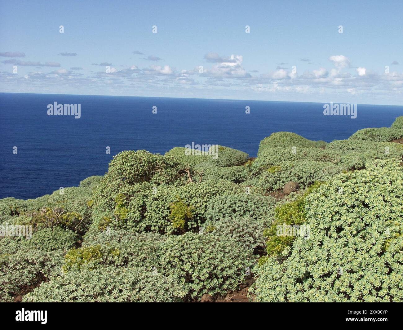 balsam spurge (Euphorbia balsamifera) Plantae Stock Photo - Alamy