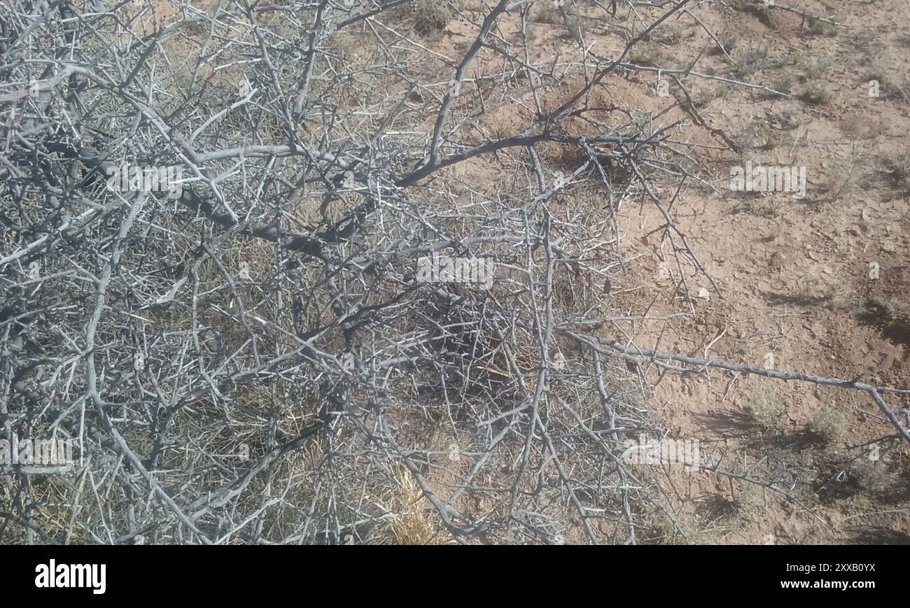 lotebush (Condaliopsis obtusifolia) Plantae Stock Photo - Alamy