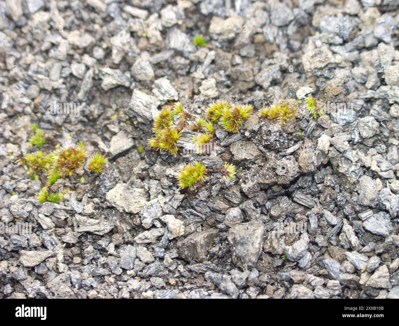 joint-toothed mosses (Bryopsida) Plantae Stock Photo - Alamy