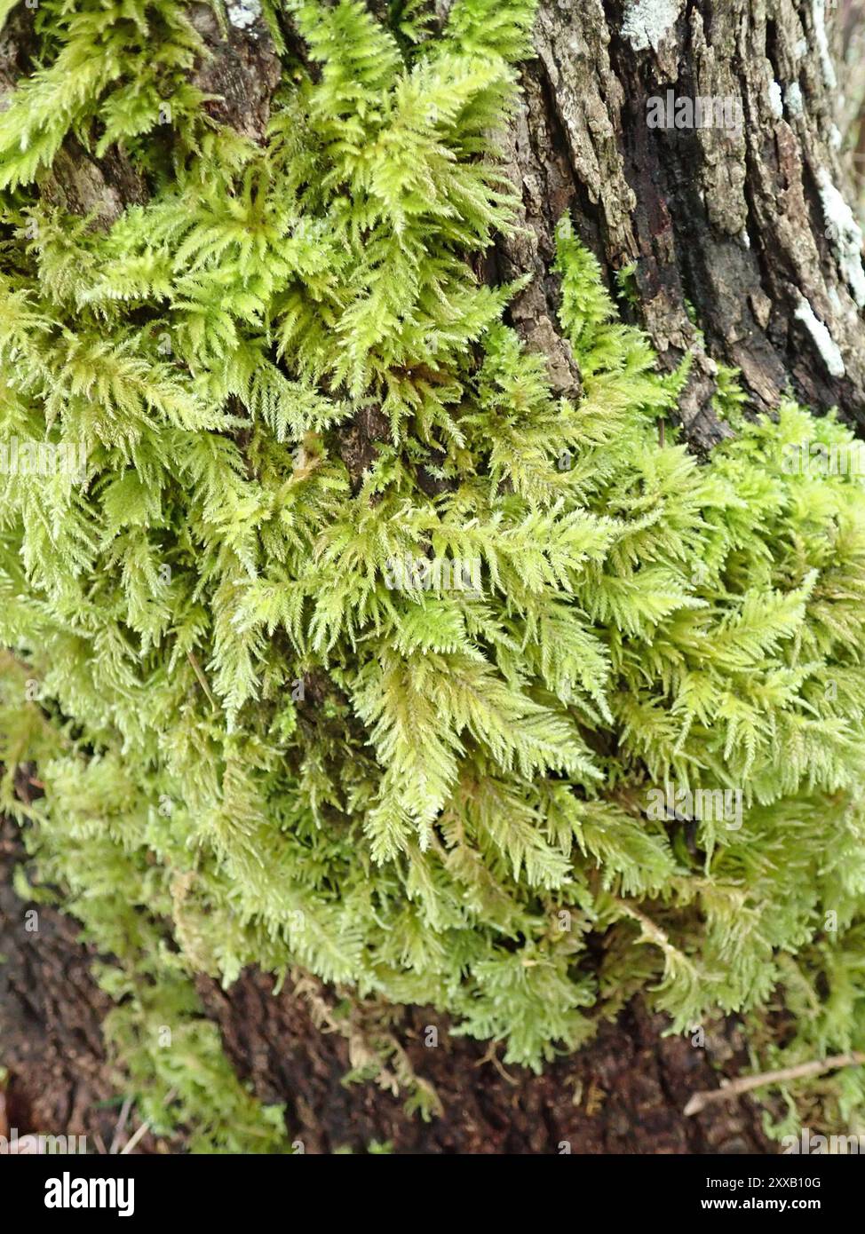 Oregon Beaked Moss (Kindbergia oregana) Plantae Stock Photo - Alamy