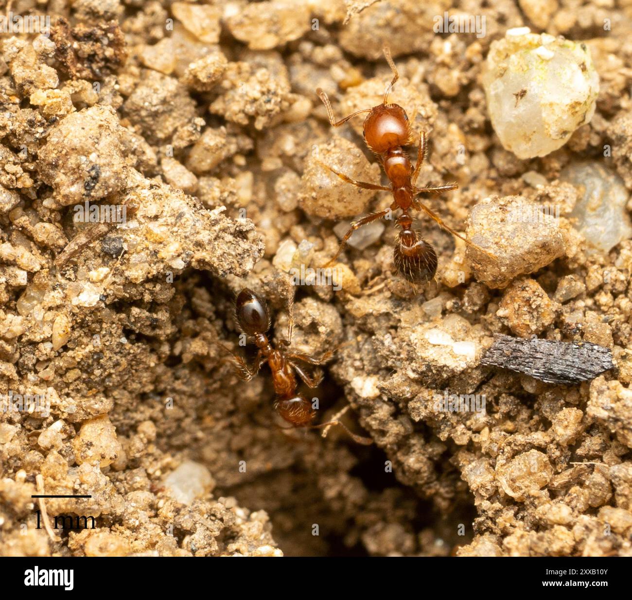 Southern Fire Ant (Solenopsis xyloni) Insecta Stock Photo - Alamy