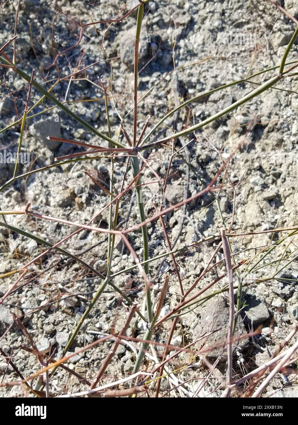 Desert Trumpet (Eriogonum inflatum) Plantae Stock Photo - Alamy