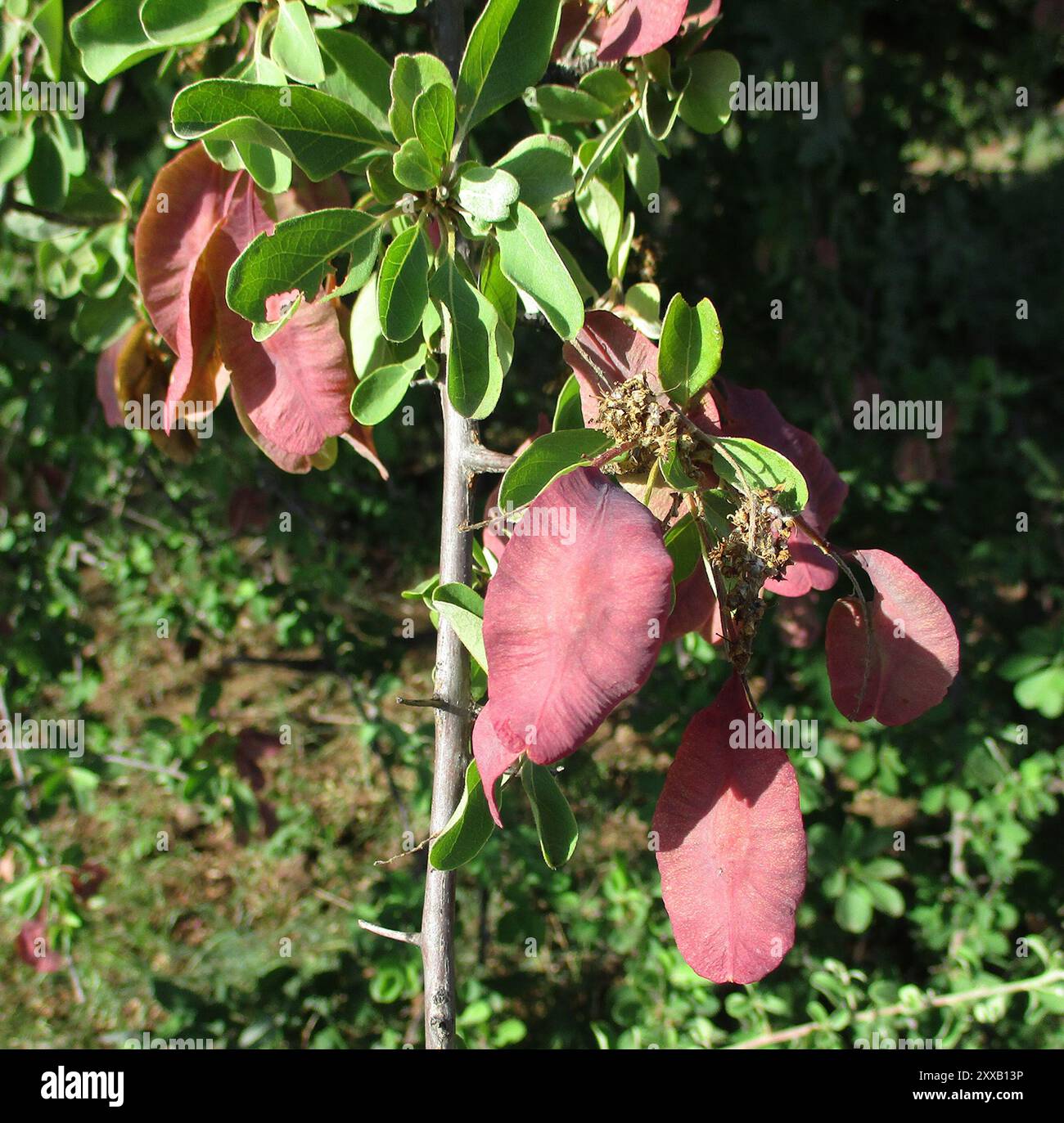 Purplepod clusterleaf (Terminalia prunioides) Plantae Stock Photo - Alamy