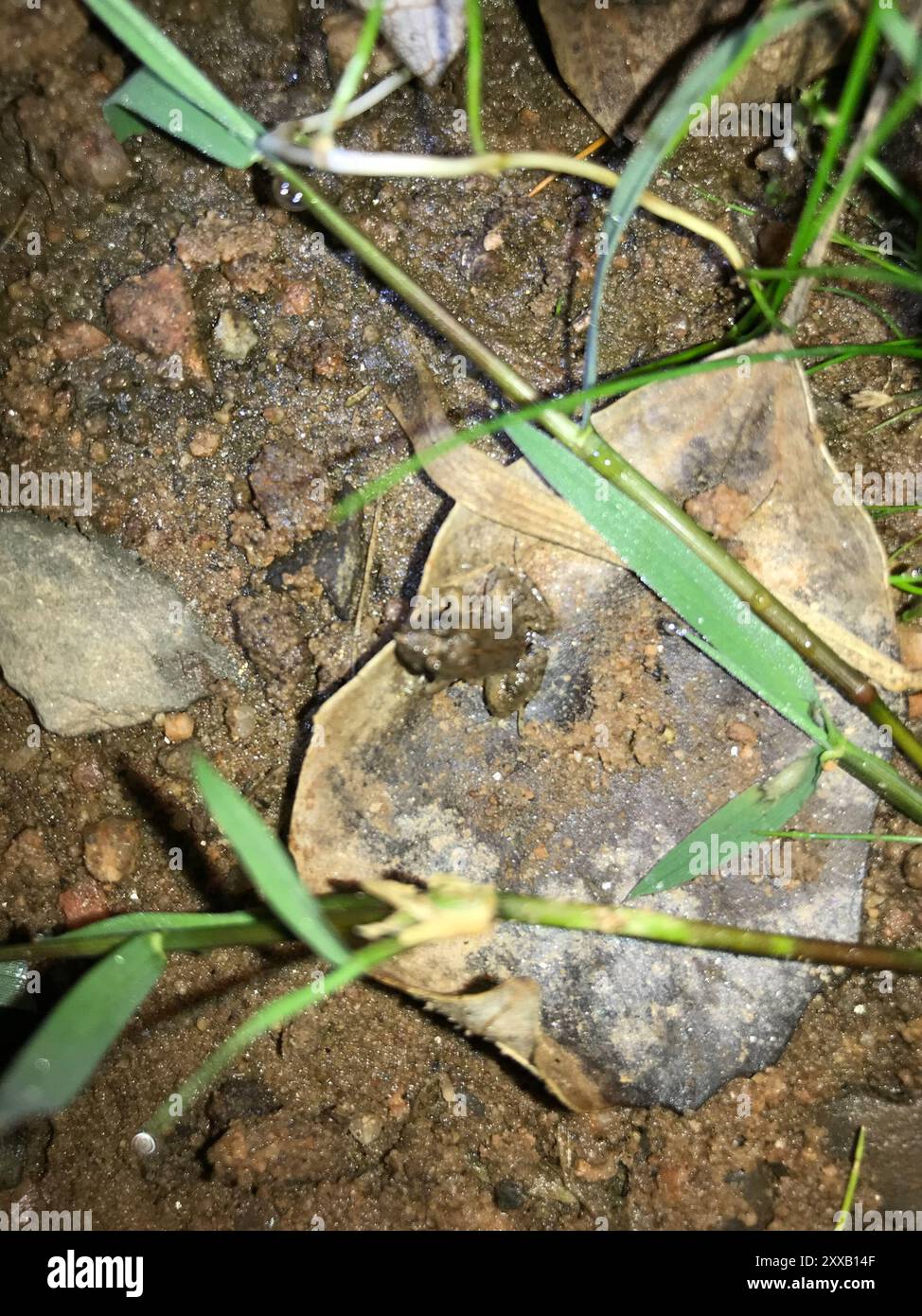 Hensel's Swamp Frog (Pseudopaludicola falcipes) Amphibia Stock Photo ...