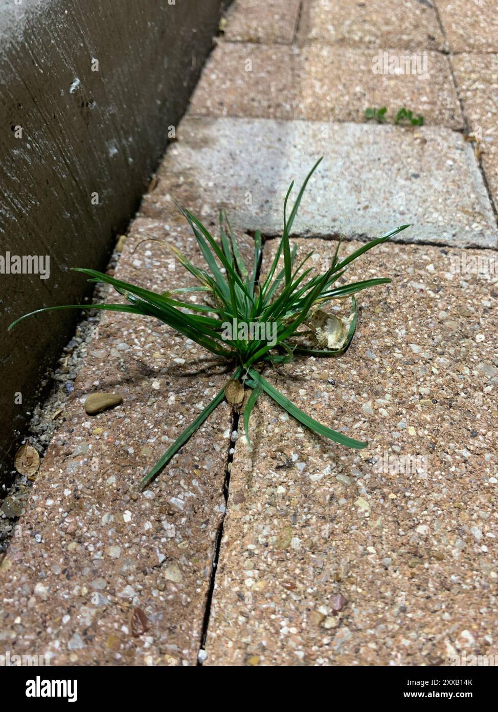 grasses, sedges, cattails, and allies (Poales) Plantae Stock Photo - Alamy