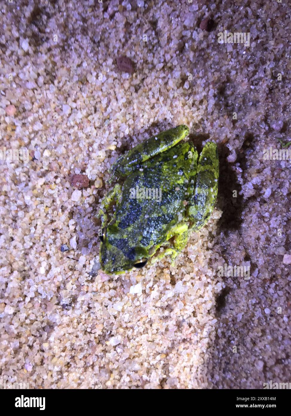 Fuscous-blotched Snouted Tree Frog (Scinax fuscovarius) Amphibia Stock ...