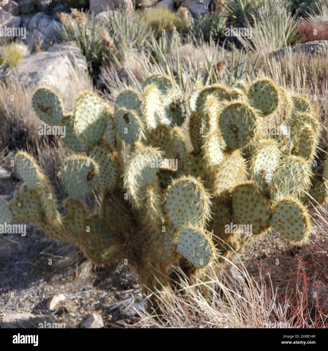Pancake Pricklypear (Opuntia chlorotica) Plantae Stock Photo - Alamy