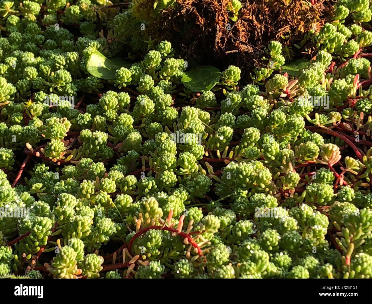Section Sedum (Sedum) Plantae Stock Photo - Alamy