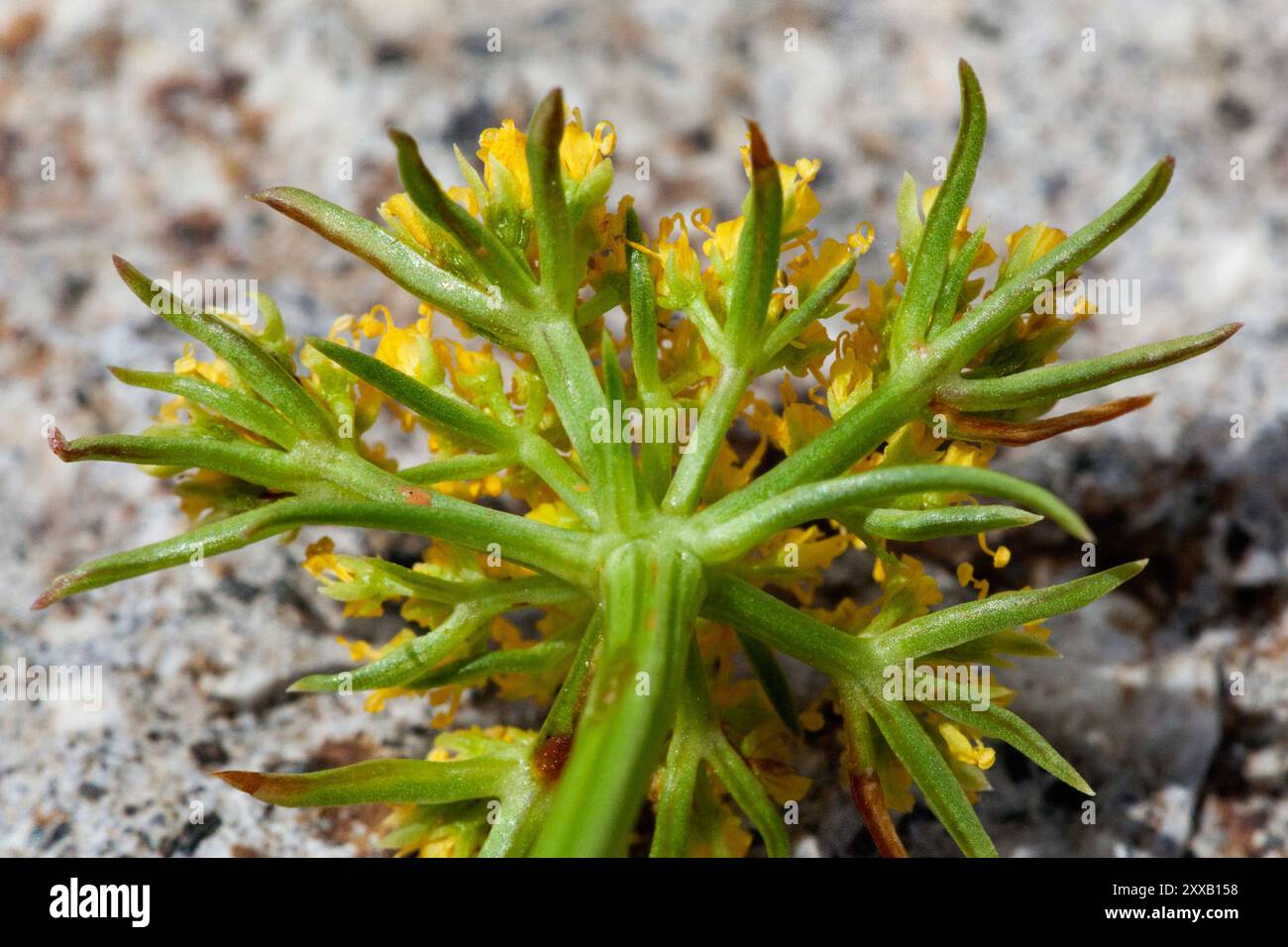 Henderson's Wavewing (Cymopterus hendersonii) Plantae Stock Photo - Alamy