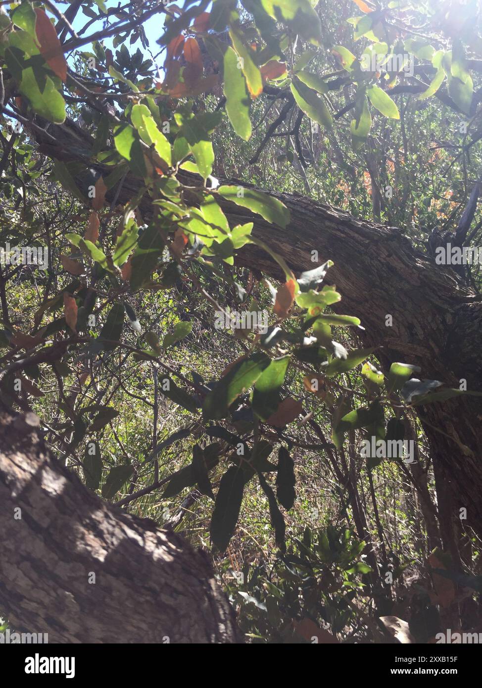 gray oak (Quercus grisea) Plantae Stock Photo - Alamy