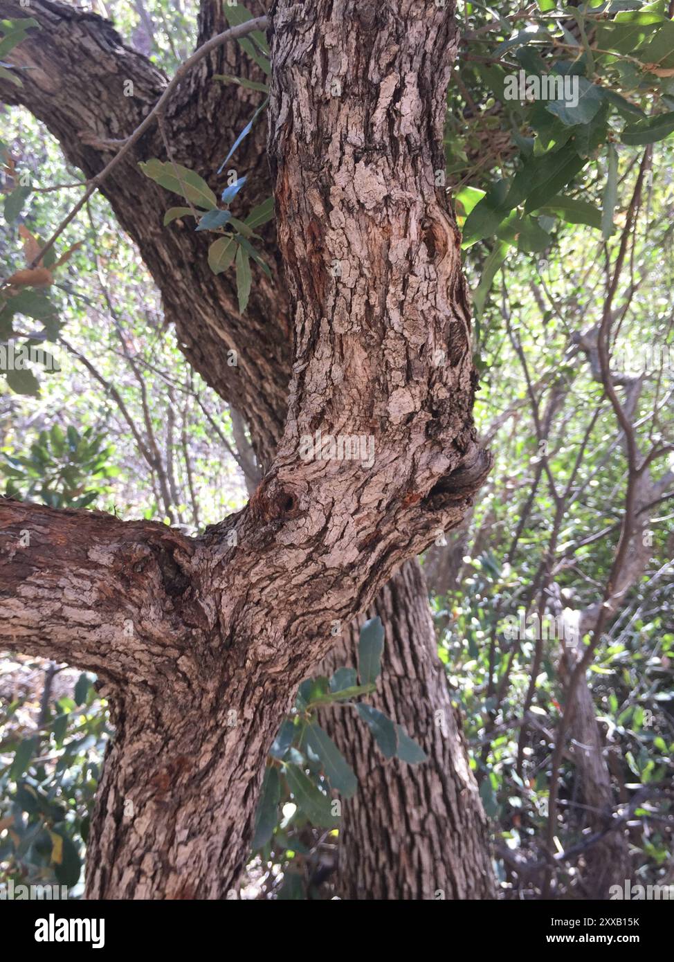 gray oak (Quercus grisea) Plantae Stock Photo - Alamy