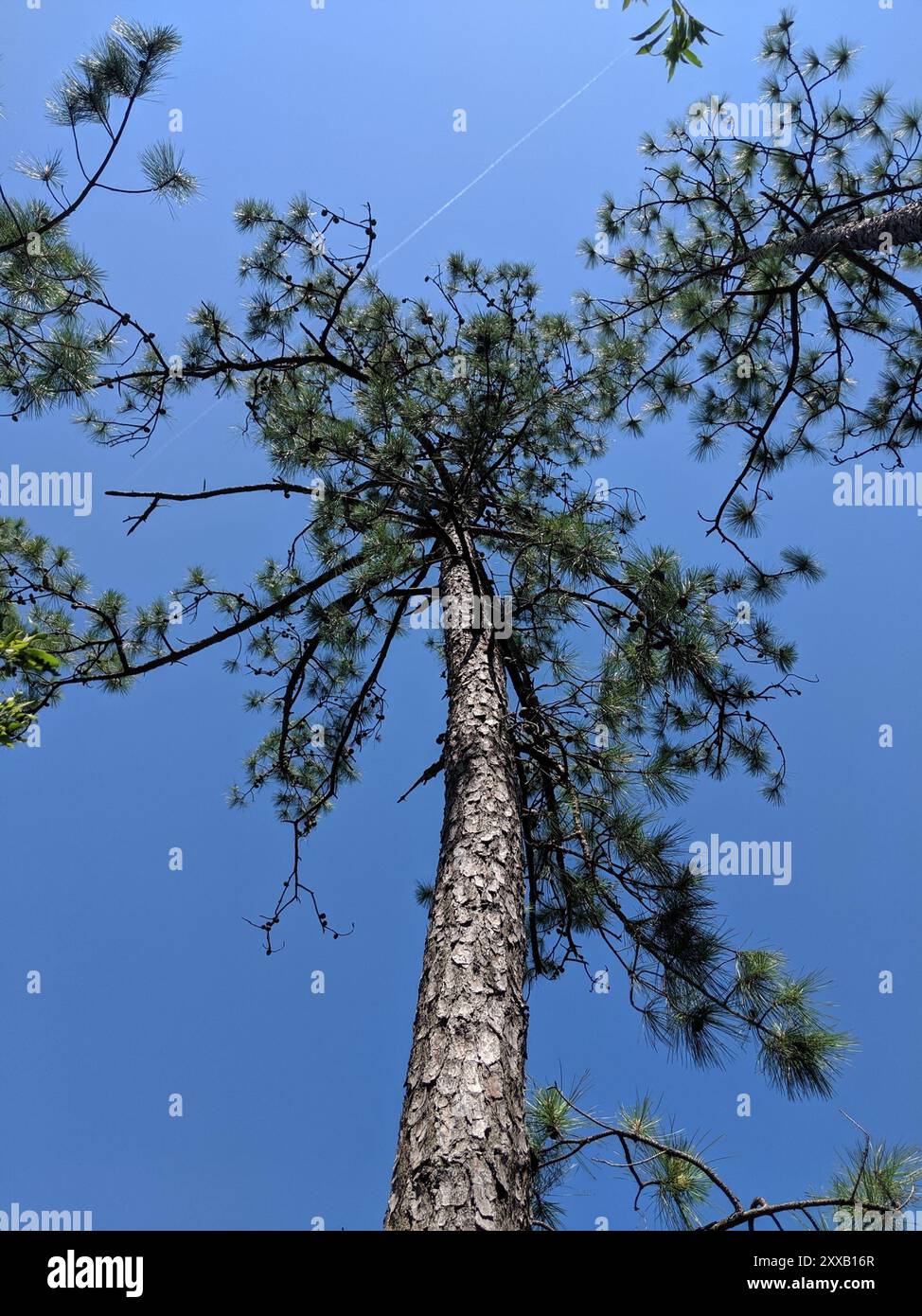 pond pine (Pinus serotina) Plantae Stock Photo - Alamy