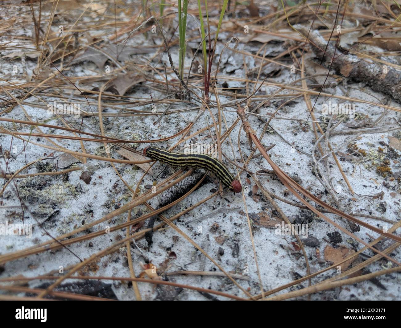 Azalea Caterpillar Moth (Datana major) Insecta Stock Photo - Alamy
