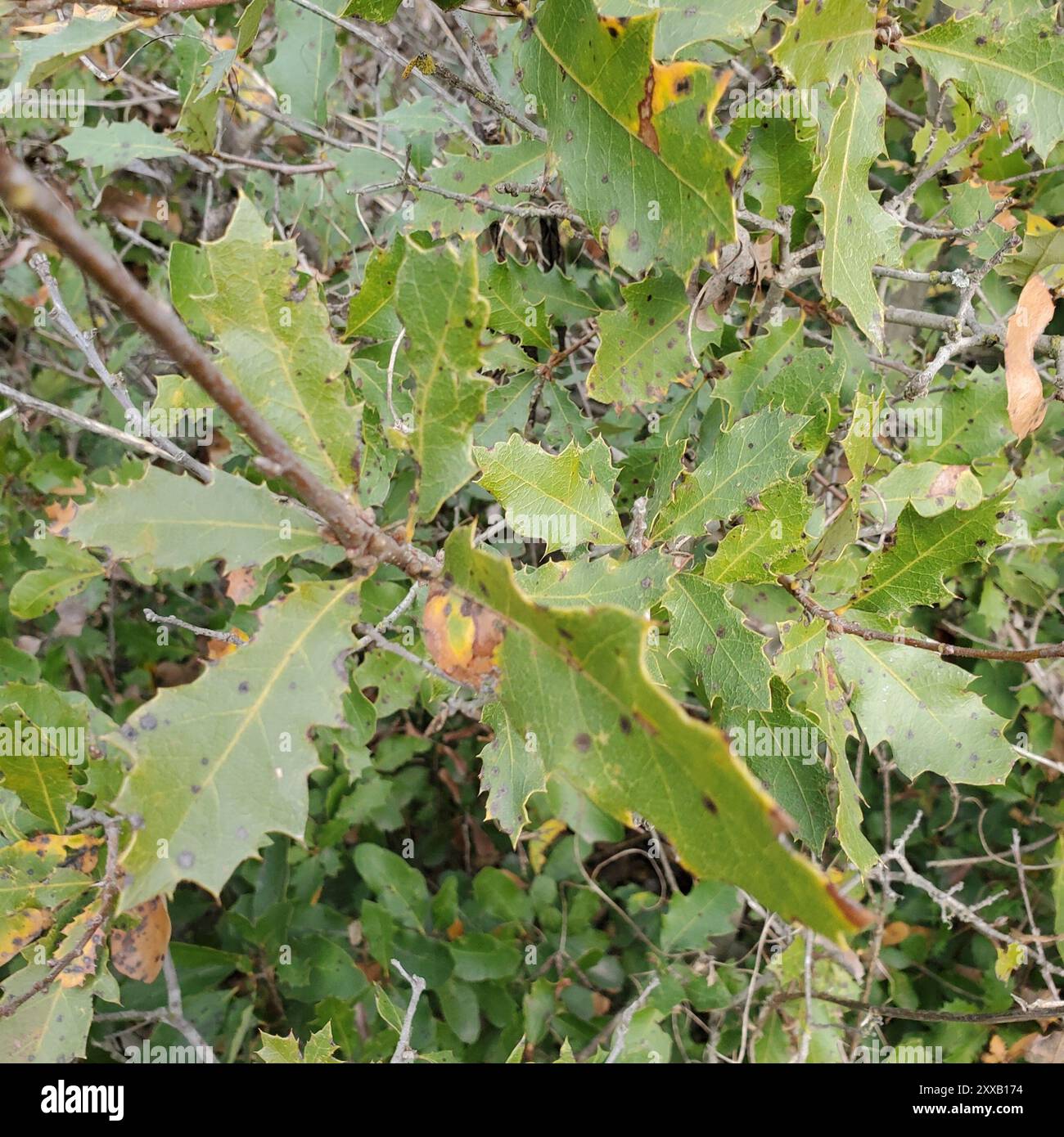 California scrub oak (Quercus berberidifolia) Plantae Stock Photo - Alamy