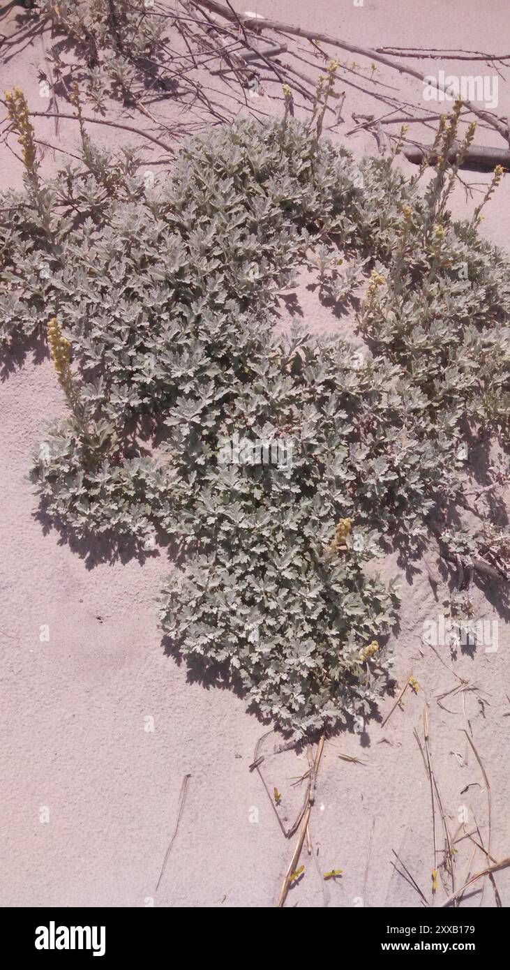 Hoary Mugwort (Artemisia stelleriana) Plantae Stock Photo - Alamy