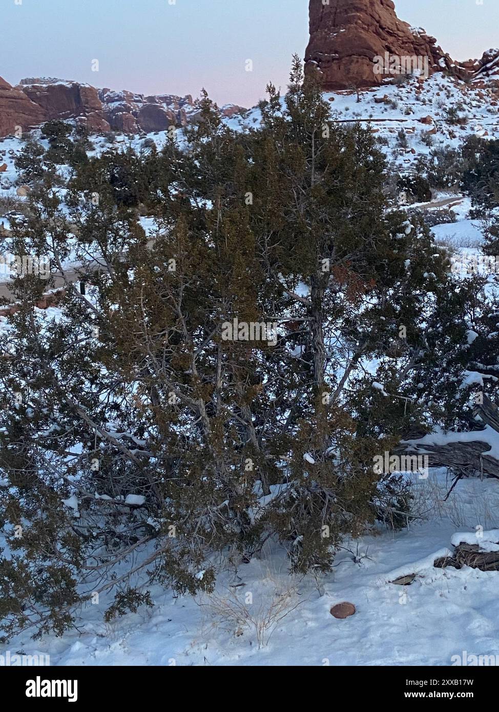 Utah Juniper (Juniperus osteosperma) Plantae Stock Photo - Alamy