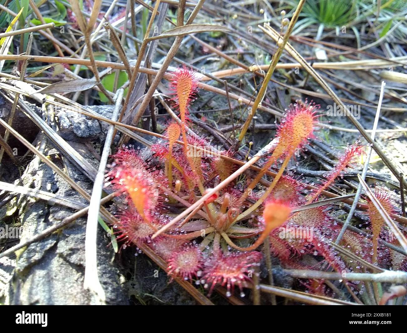 Pink Sundew (Drosera capillaris) Plantae Stock Photo - Alamy