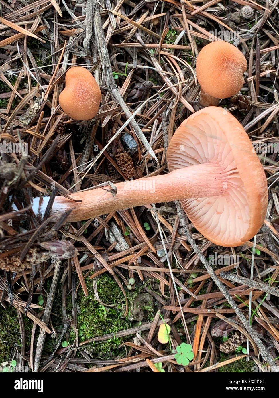 deceiver (Laccaria laccata) Fungi Stock Photo - Alamy