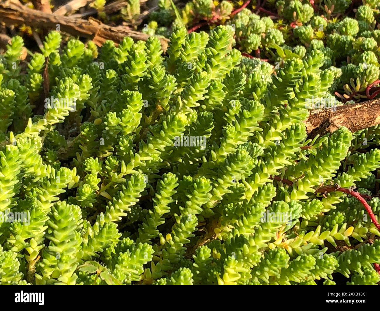 Turkish stonecrop (Sedum pallidum) Plantae Stock Photo - Alamy