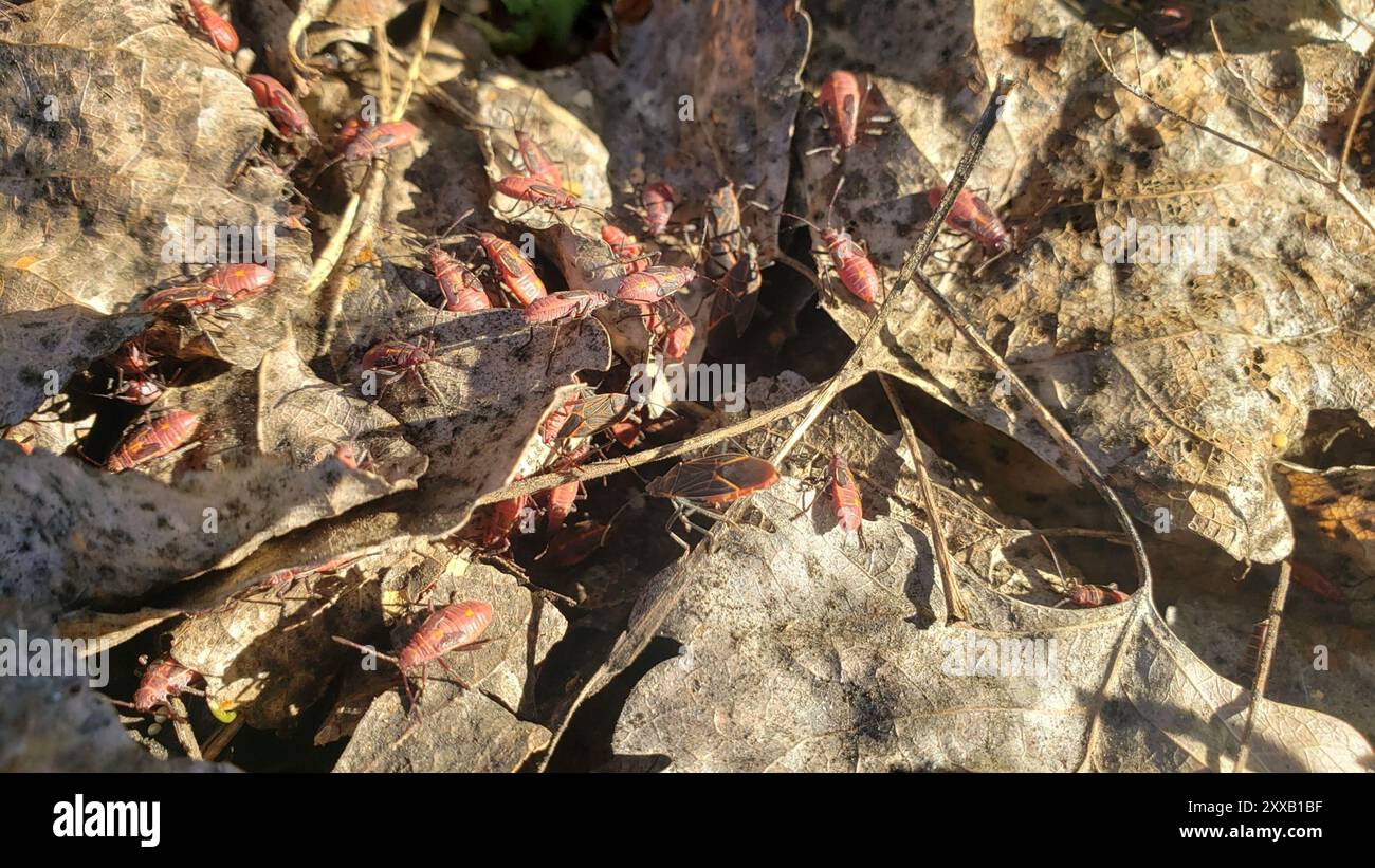 Western Boxelder Bug (Boisea rubrolineata) Insecta Stock Photo - Alamy