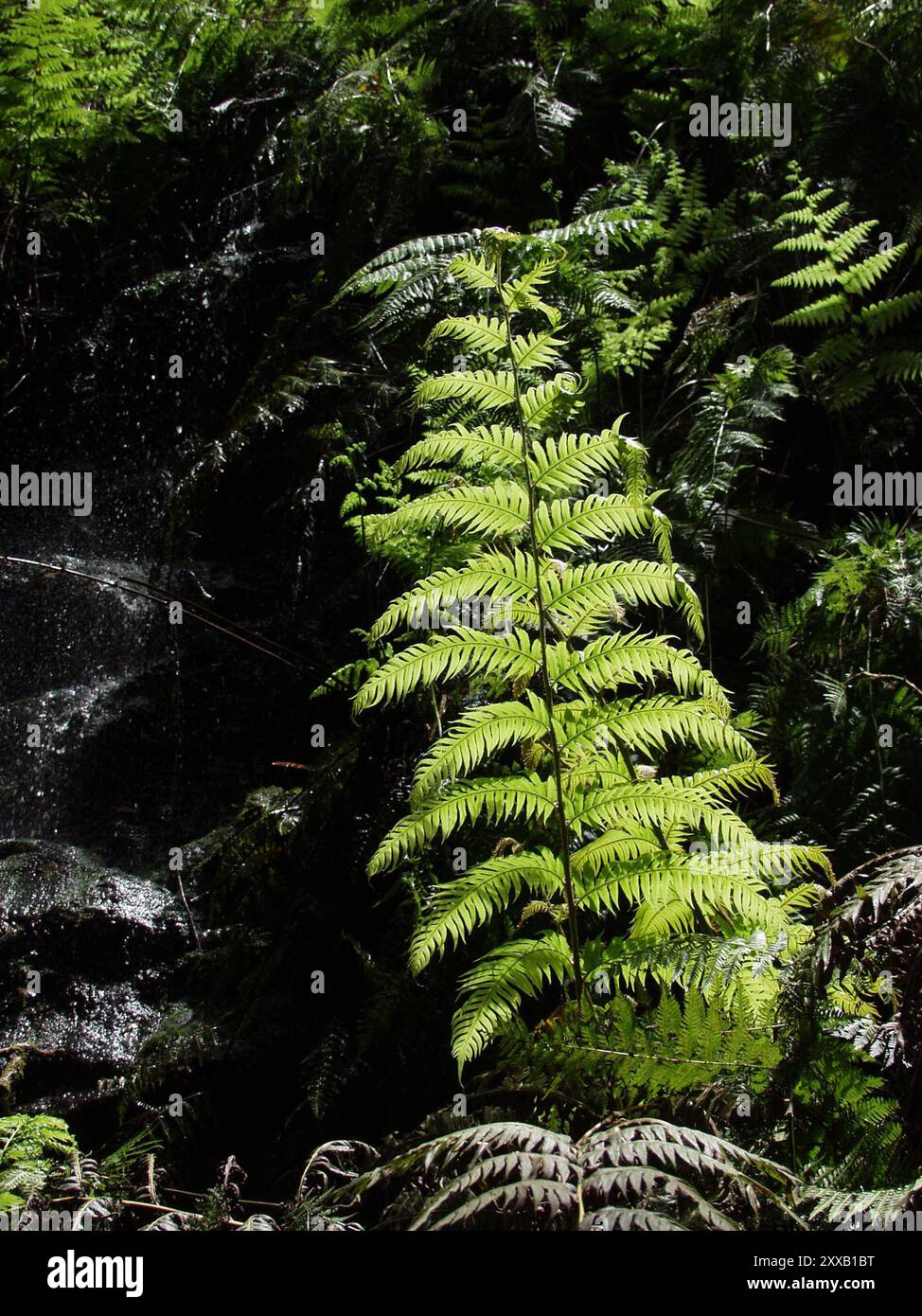 Chain fern woodwardia radicans hi-res stock photography and images - Alamy