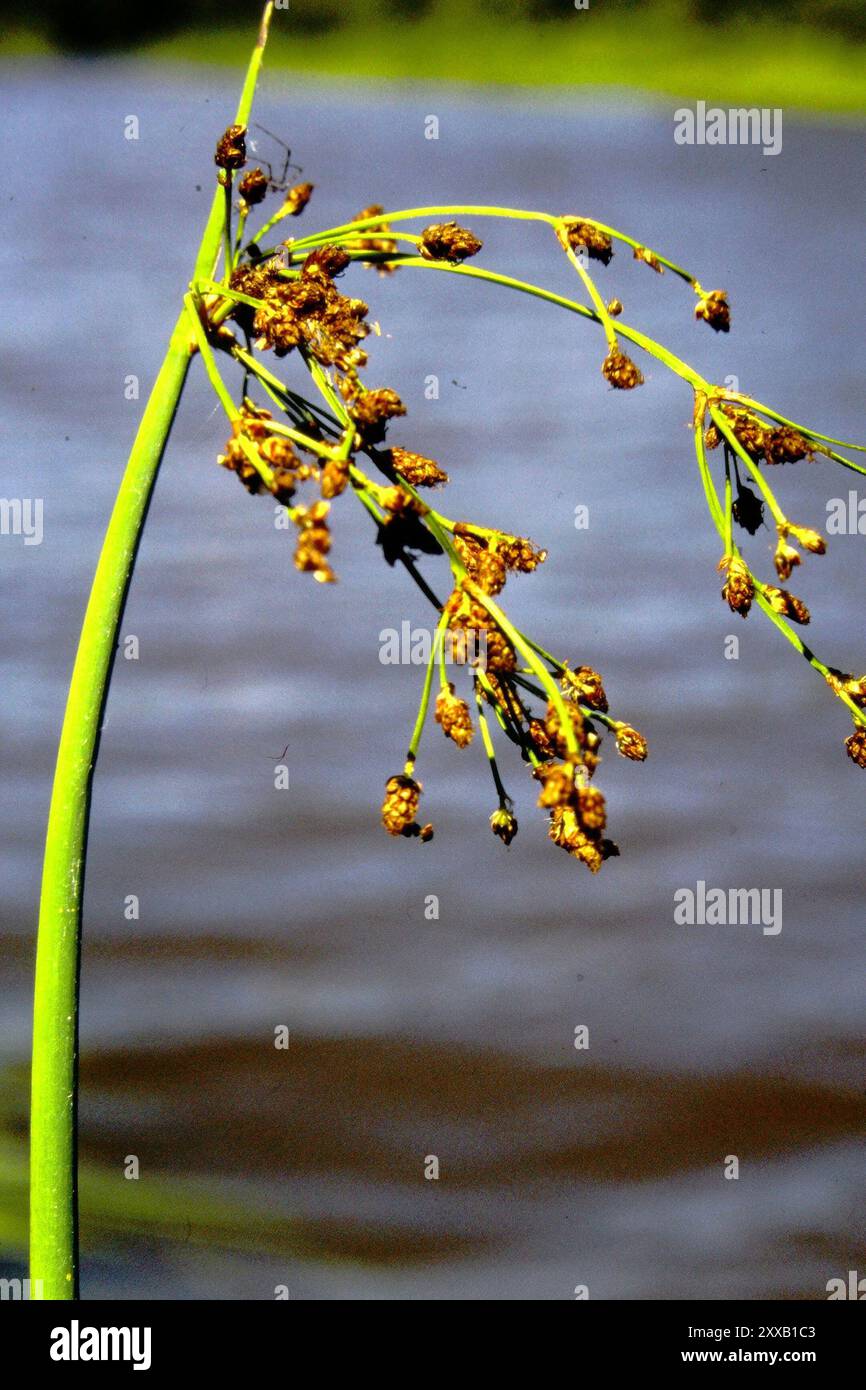 soft-stemmed bulrush (Schoenoplectus tabernaemontani) Plantae Stock ...