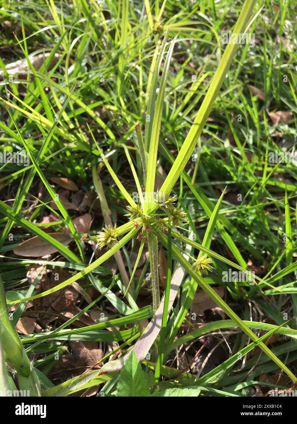 Baldwin's Flatsedge (Cyperus croceus) Plantae Stock Photo - Alamy