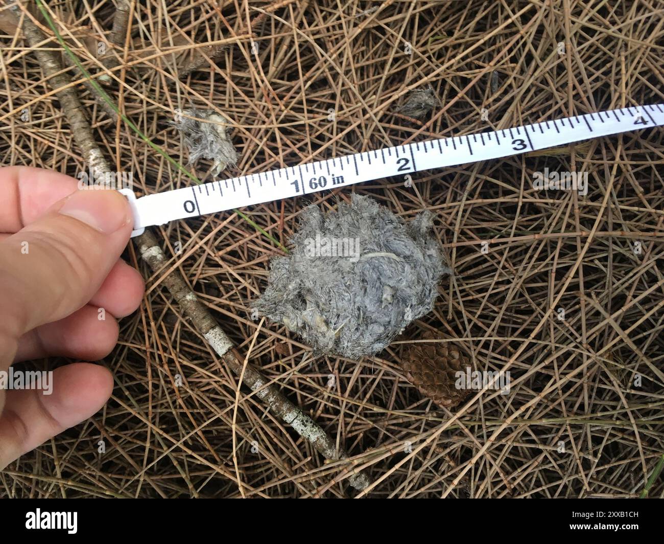 Owls (Strigiformes) Aves Stock Photo - Alamy
