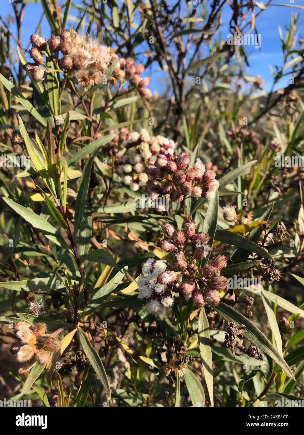 mule fat (Baccharis salicifolia) Plantae Stock Photo - Alamy