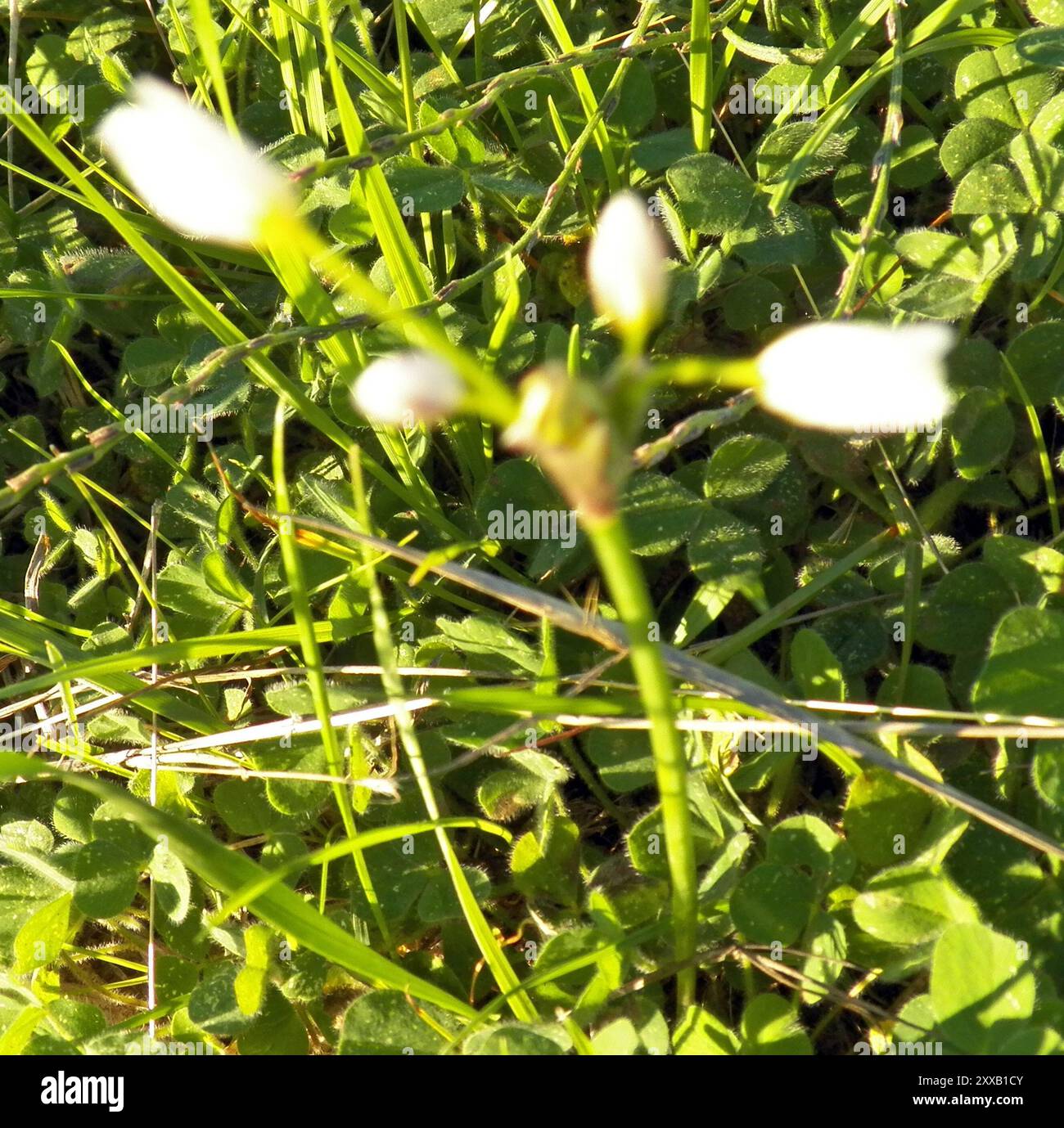 crowpoison (Nothoscordum bivalve) Plantae Stock Photo - Alamy