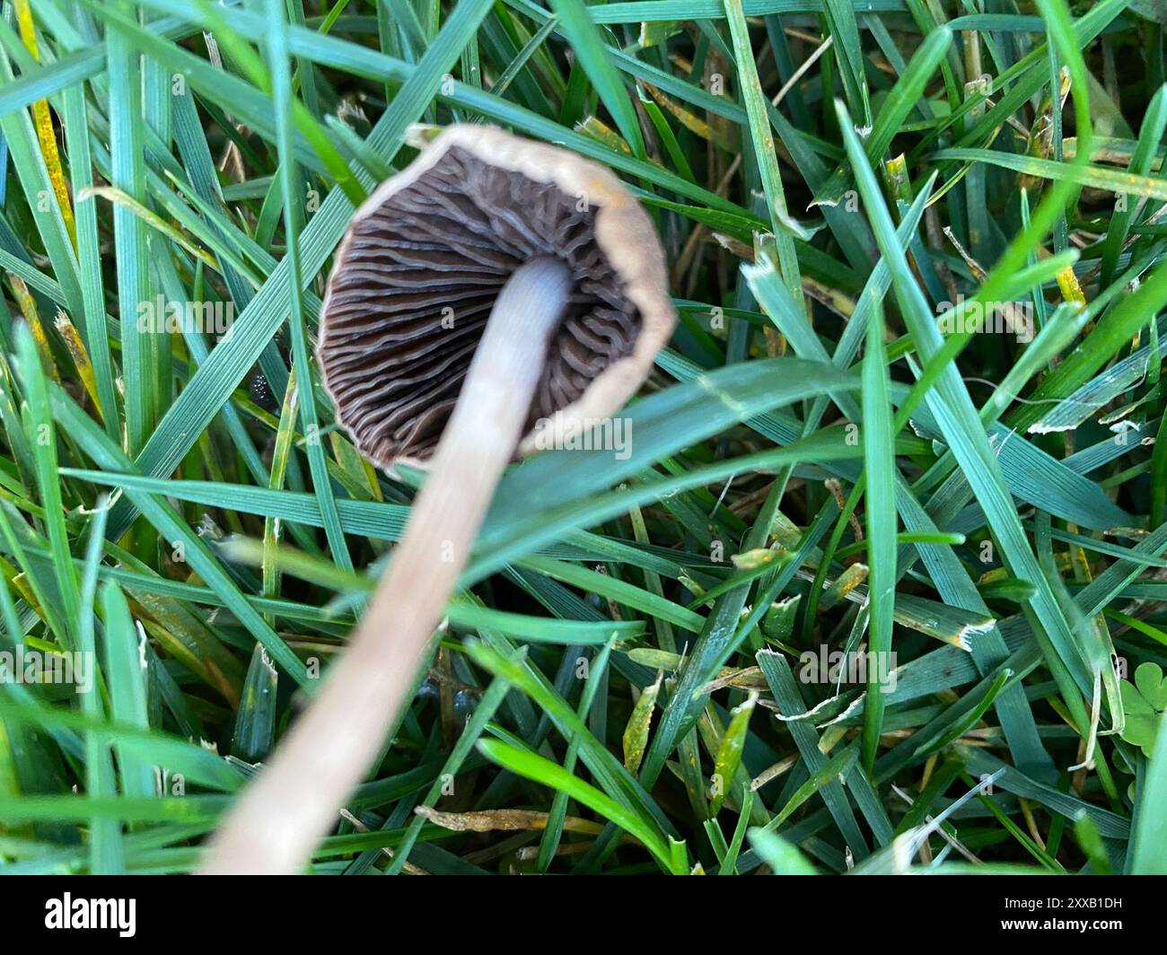 Mower's Mushroom (Panaeolus foenisecii) Fungi Stock Photo - Alamy