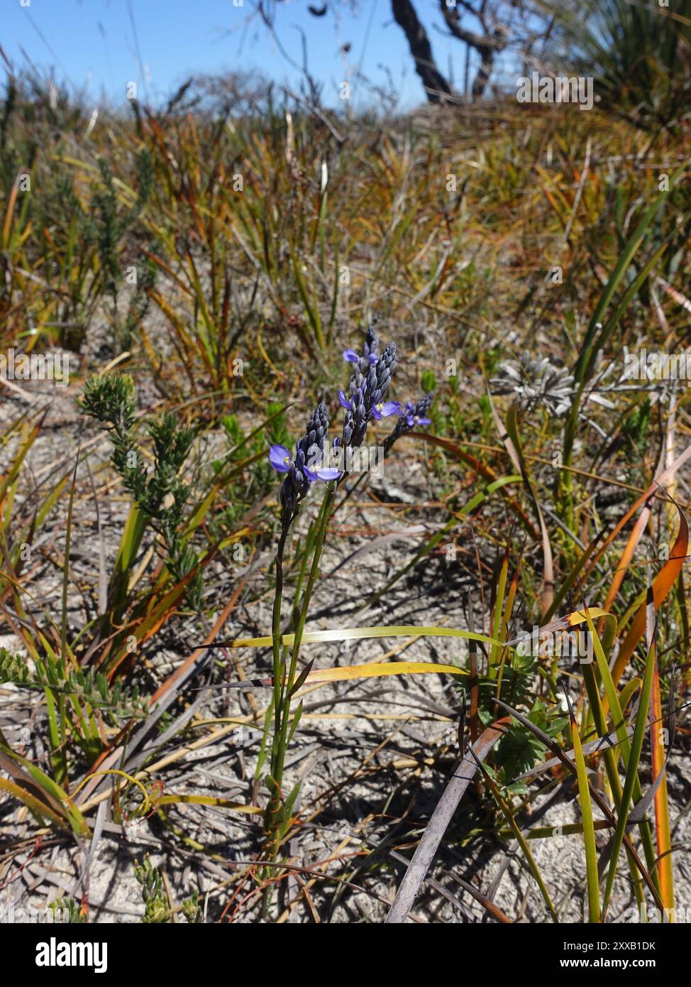Blue Spike Milkwort (Comesperma calymega) Plantae Stock Photo - Alamy