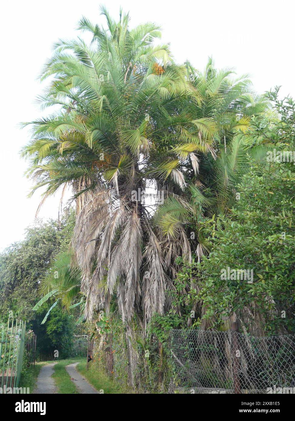 Reclining Date Palm (Phoenix reclinata) Plantae Stock Photo - Alamy