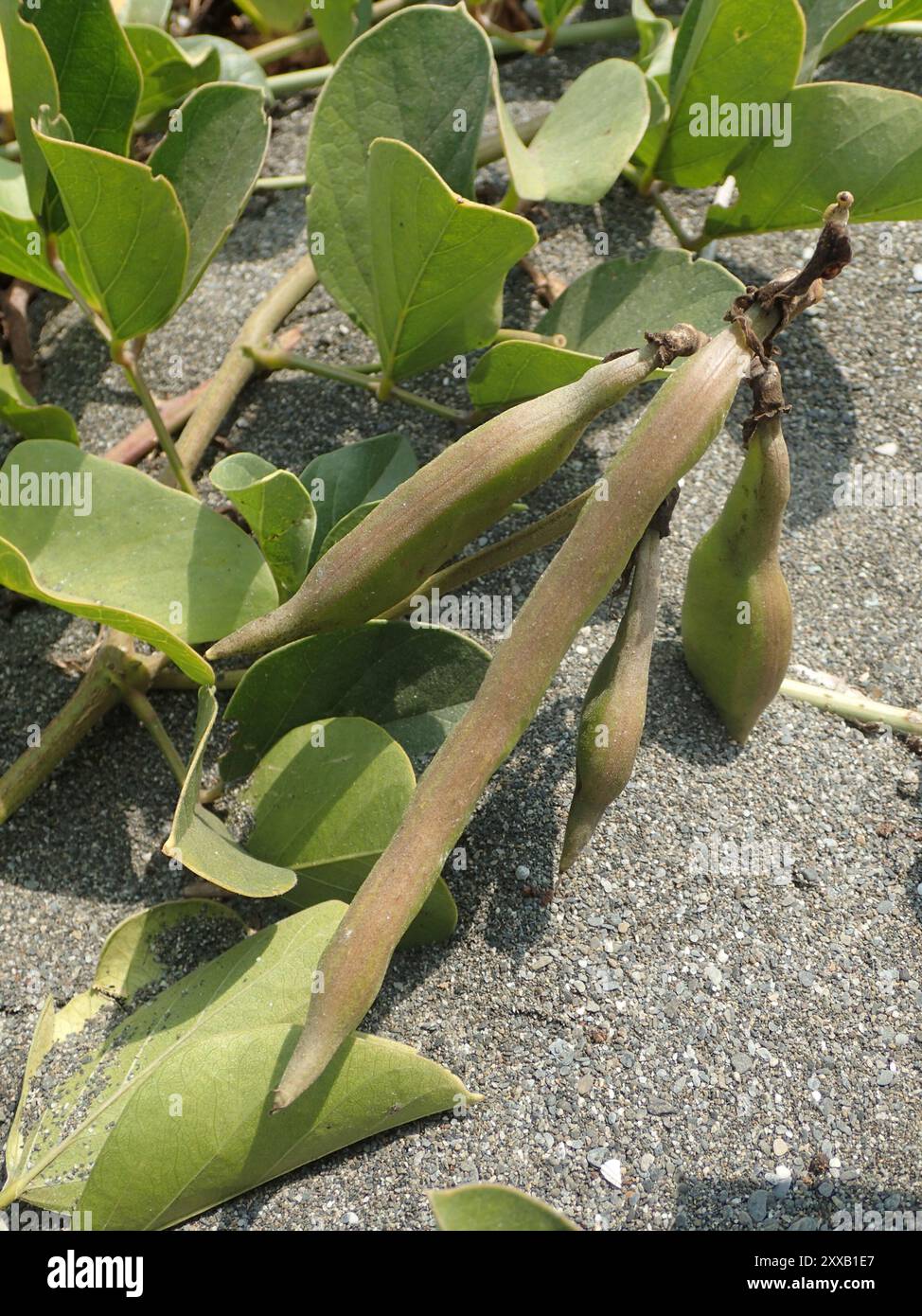 Beach Bean (Canavalia rosea) Plantae Stock Photo - Alamy