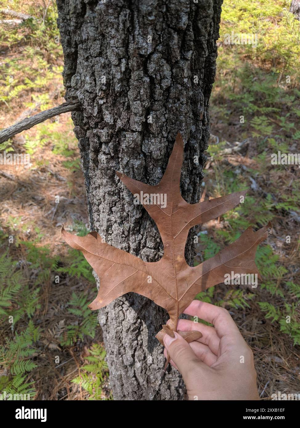 American turkey oak (Quercus laevis) Plantae Stock Photo - Alamy